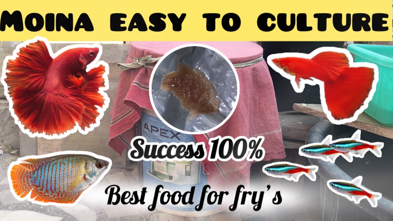 Moina kese culture kare ️| Moina culture | मोईना घर पर तैयार करें live ...