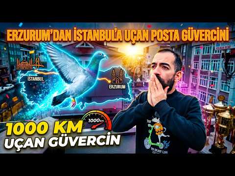 24 SAATTE 1013 KM UÇAN POSTA GÜVERCİNİ!