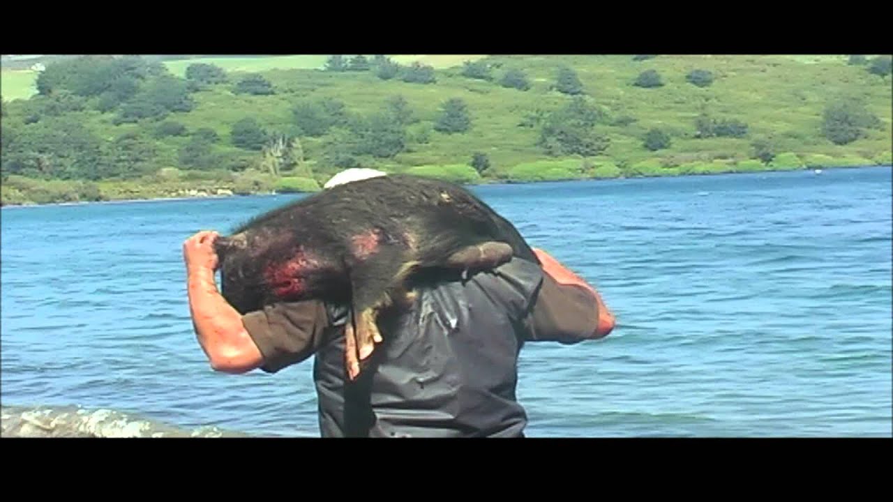 Pig Hunt_with Poaching Tours_Part 2 (Wild pork and Puha) - YouTube