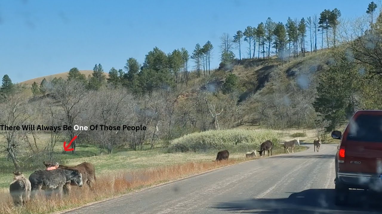 Custer State Park, Wildlife Loop Road - SOUTH DAKOTA - YouTube