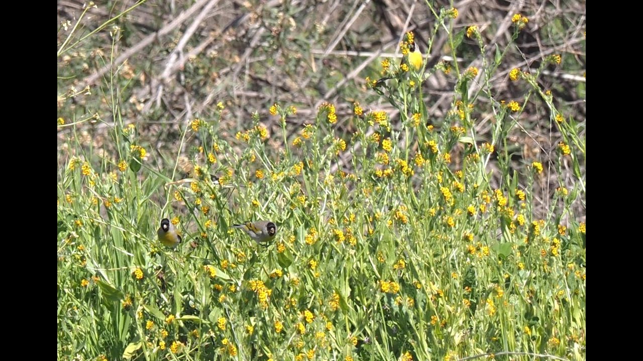 Lawrence's Goldfinch Explosion at Irvine Regional Park - Feb 2023 - YouTube