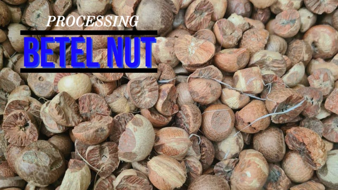 Processing of Betel Nut Result The Best Grade - YouTube
