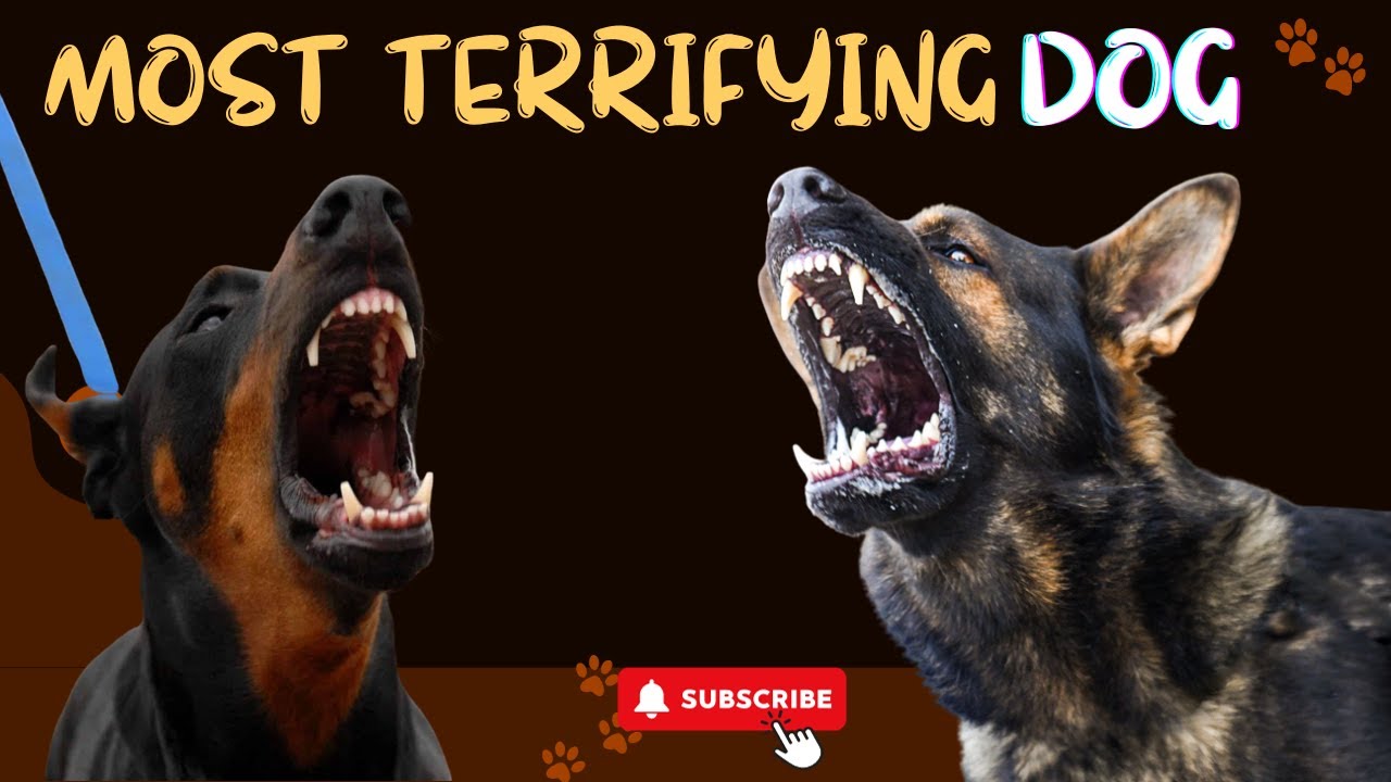 Are You Brave Enough? Explore the Top 5 Most Terrifying Dog Breeds ...
