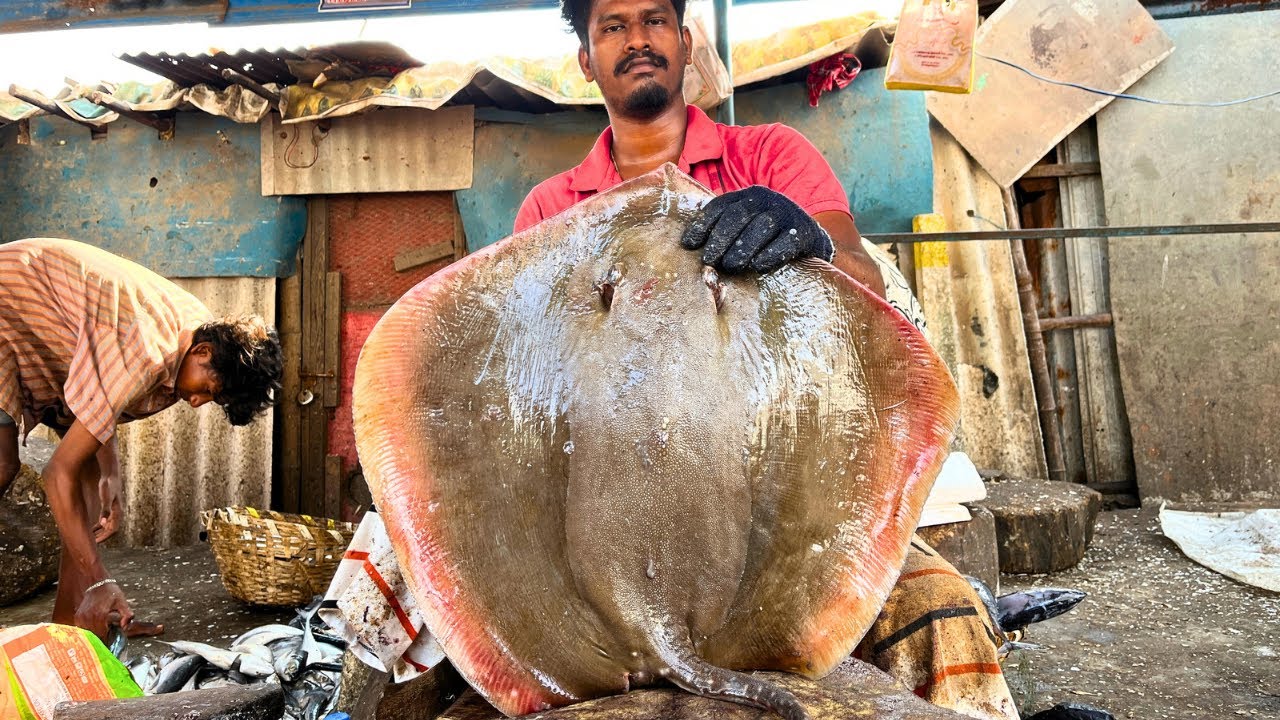 KASIMEDU BIG STINGRAY FISH CUTTING VIDEO CUTTING FOCUS - YouTube