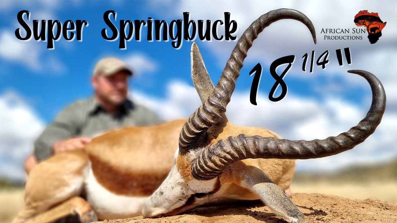 Springbuck