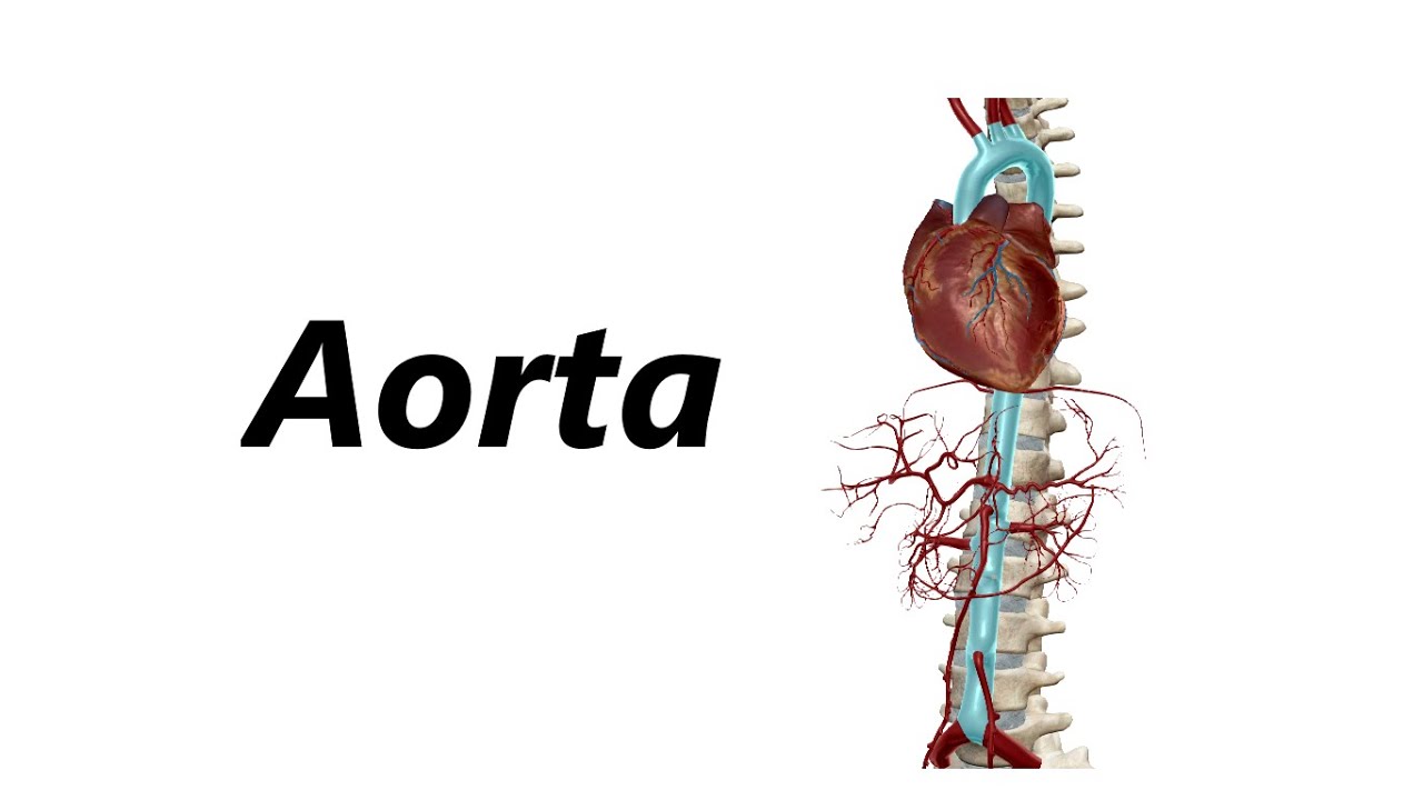 Anatomia das Artérias em 3D - Aorta - YouTube