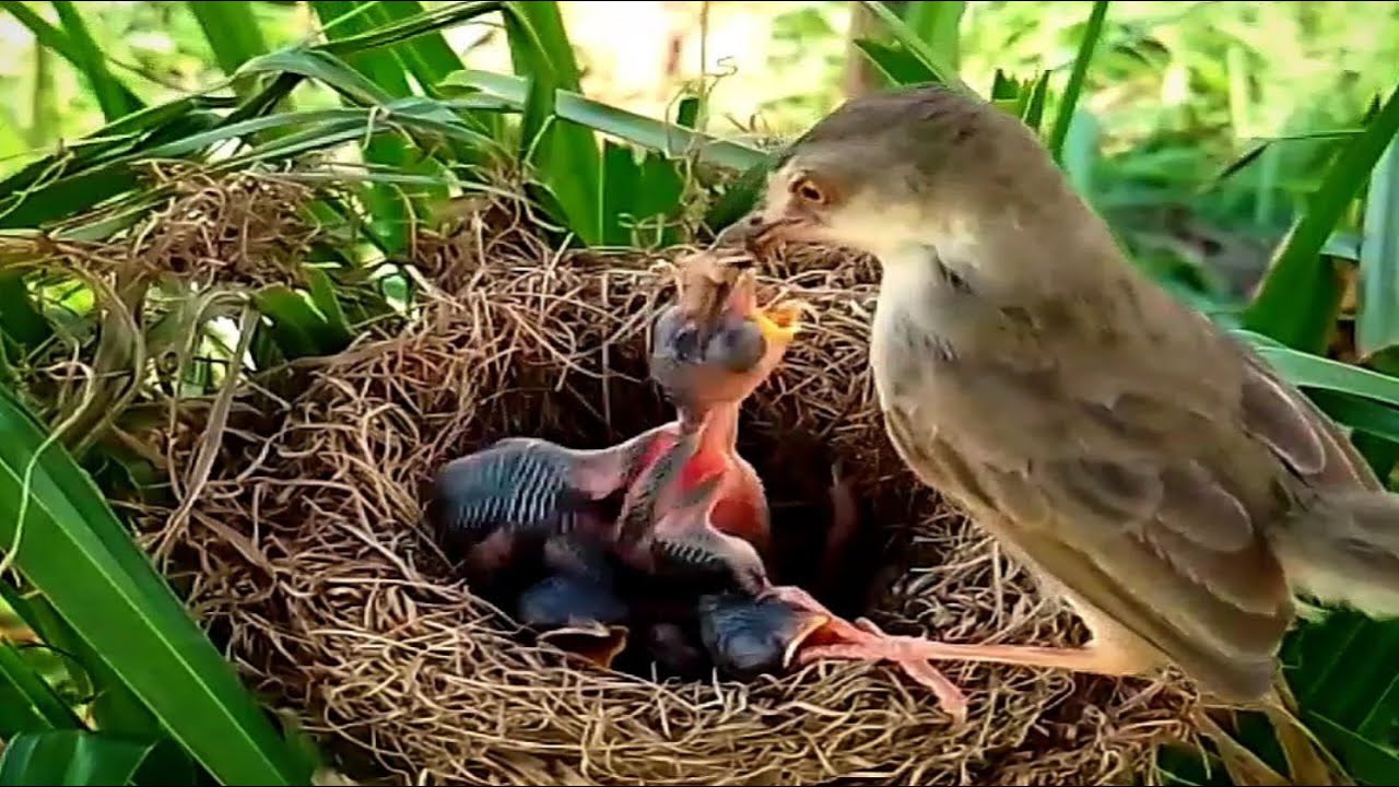 Bar-winged prinia Bird brings crickets to babies#bird - YouTube