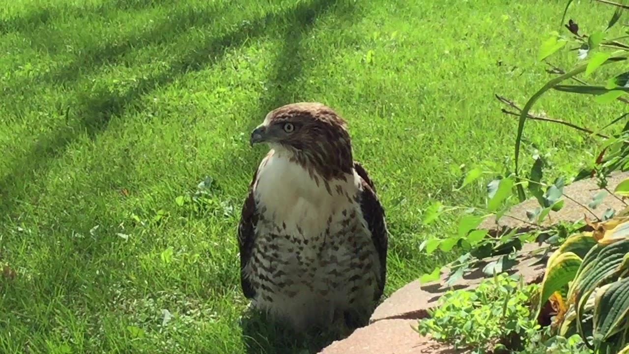 An unexpected visit from the Hawk. A message for the messenger? - YouTube