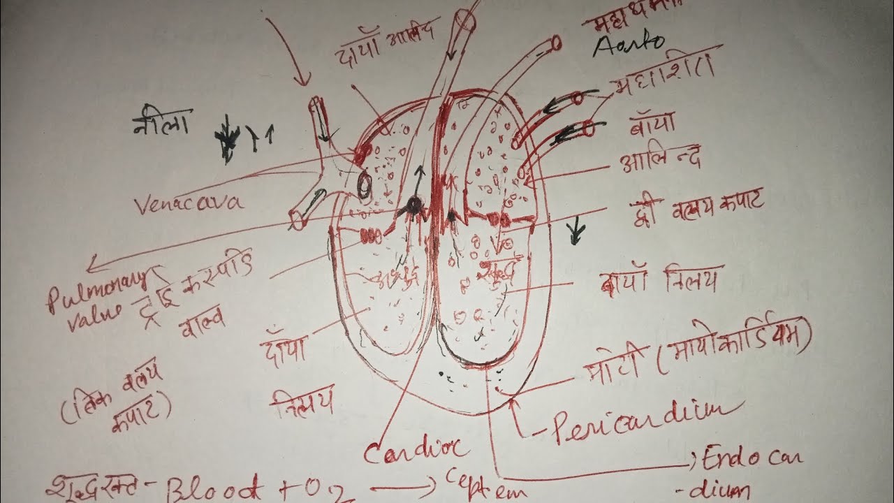 heart digram and explanation heart explanation in ...