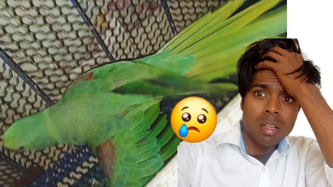 Raat Me Champakali Ko Kya Ho Gya 😢 - YouTube