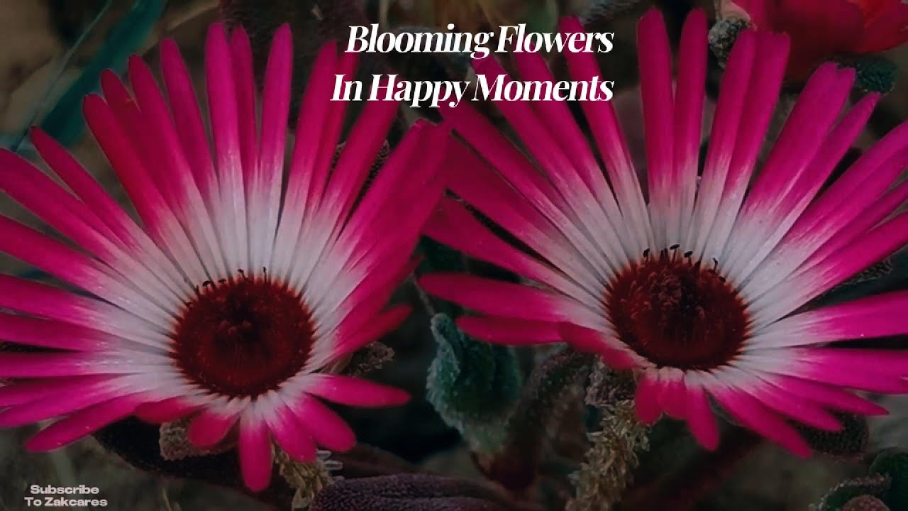The Blooming Flowers in Happy Moments - YouTube