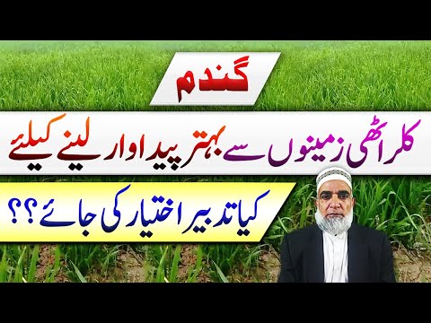 How to achieve better wheat production from salt affected soil || Crop Reformer