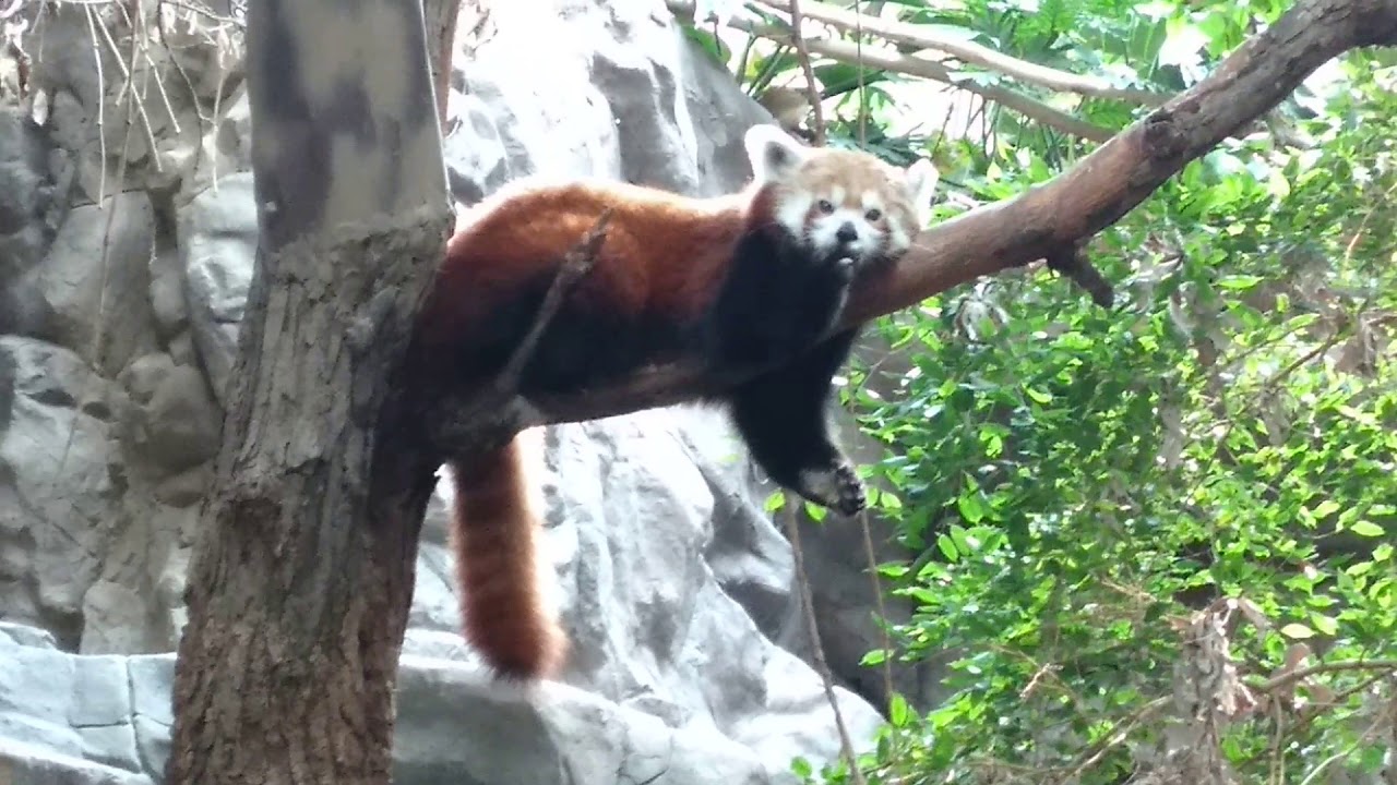 Red Panda at Minnesota Zoo (July 22, 2018) - YouTube