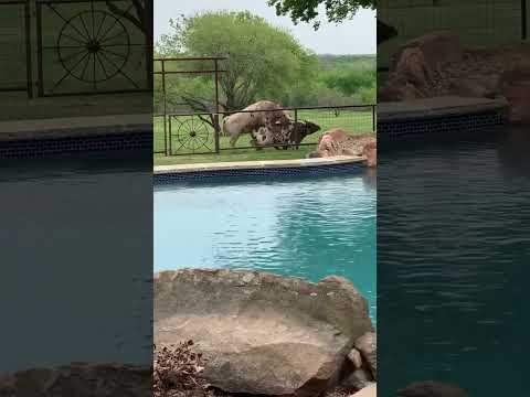 Big Longhorn Bull breeding Cow #longhorns #love #texas #farm