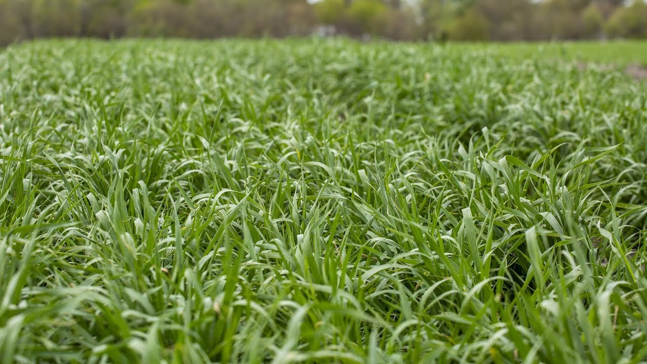Developing Hybrid Wheat - YouTube