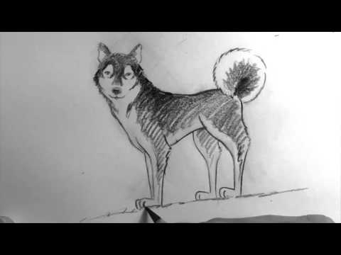 Drawing an Alaskan Husky - YouTube