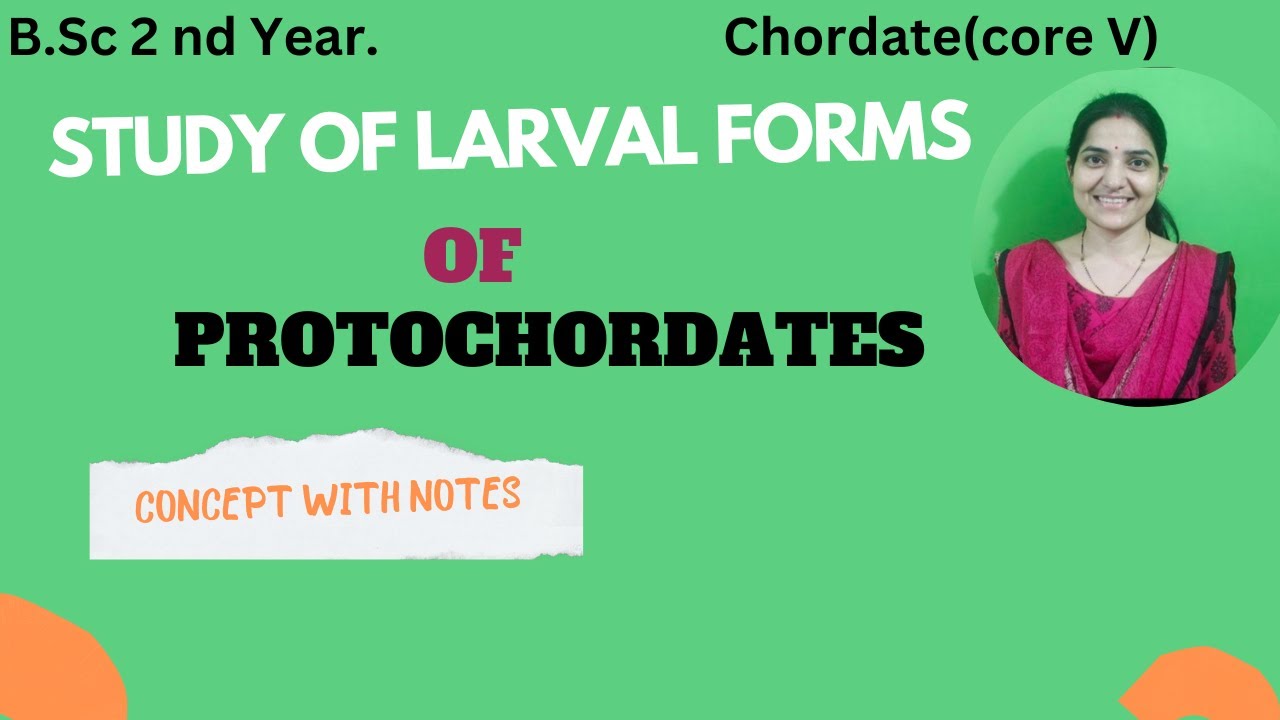 Study Of larval forms of Protochordates B.Sc 2nd Year||Tornaria leva ...