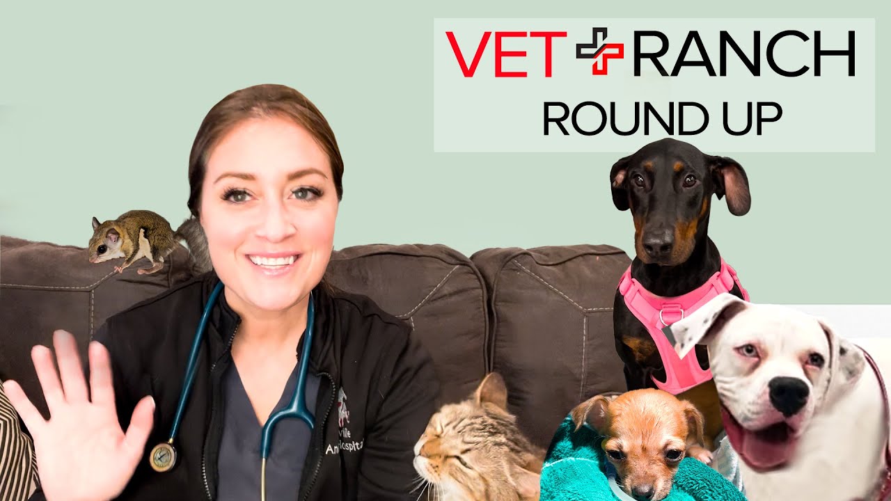 Vet Ranch RoundUp: Babble is Back and Much More! - YouTube