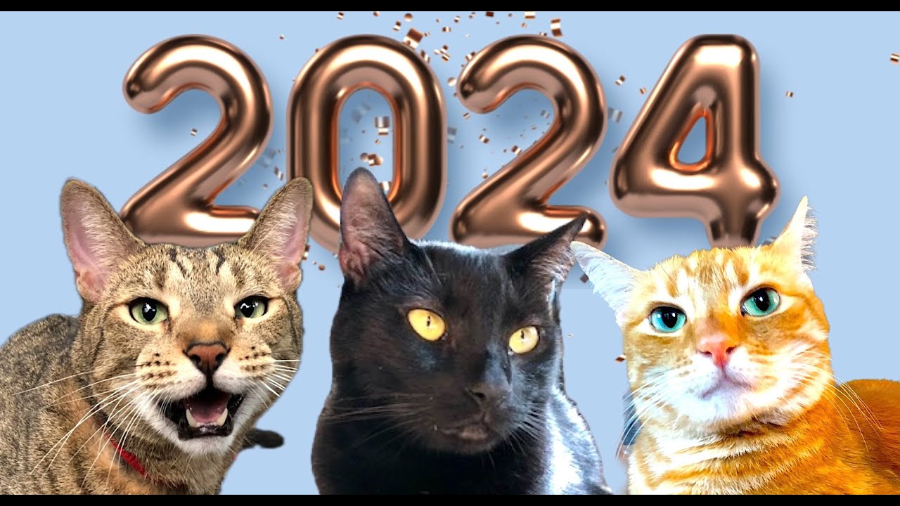 CATS' NEW YEARS RESOLUTIONS FOR 2024🍾 - YouTube