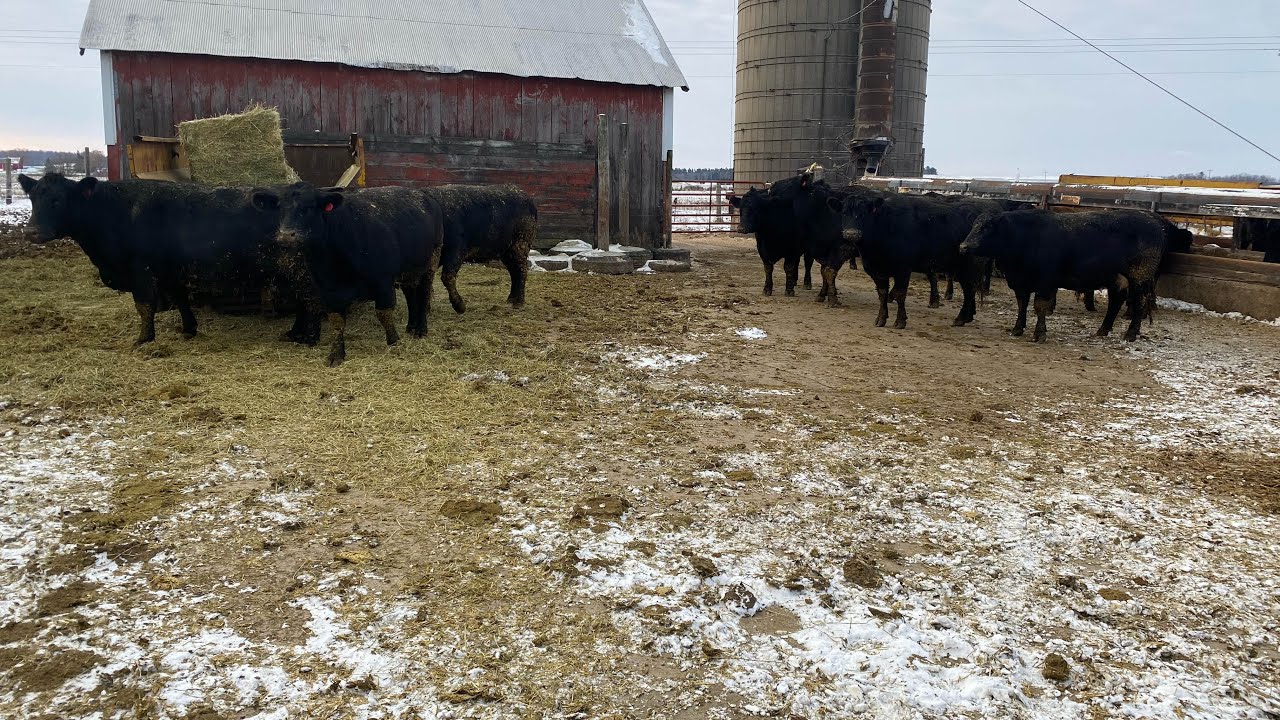 Daily Chores On The Farm! - YouTube