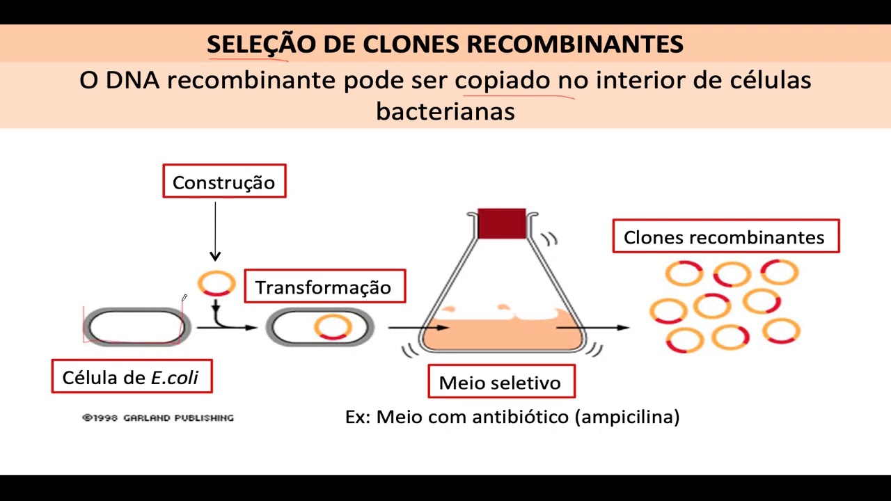 Seleção Artificial E Clonagem - RETOEDU