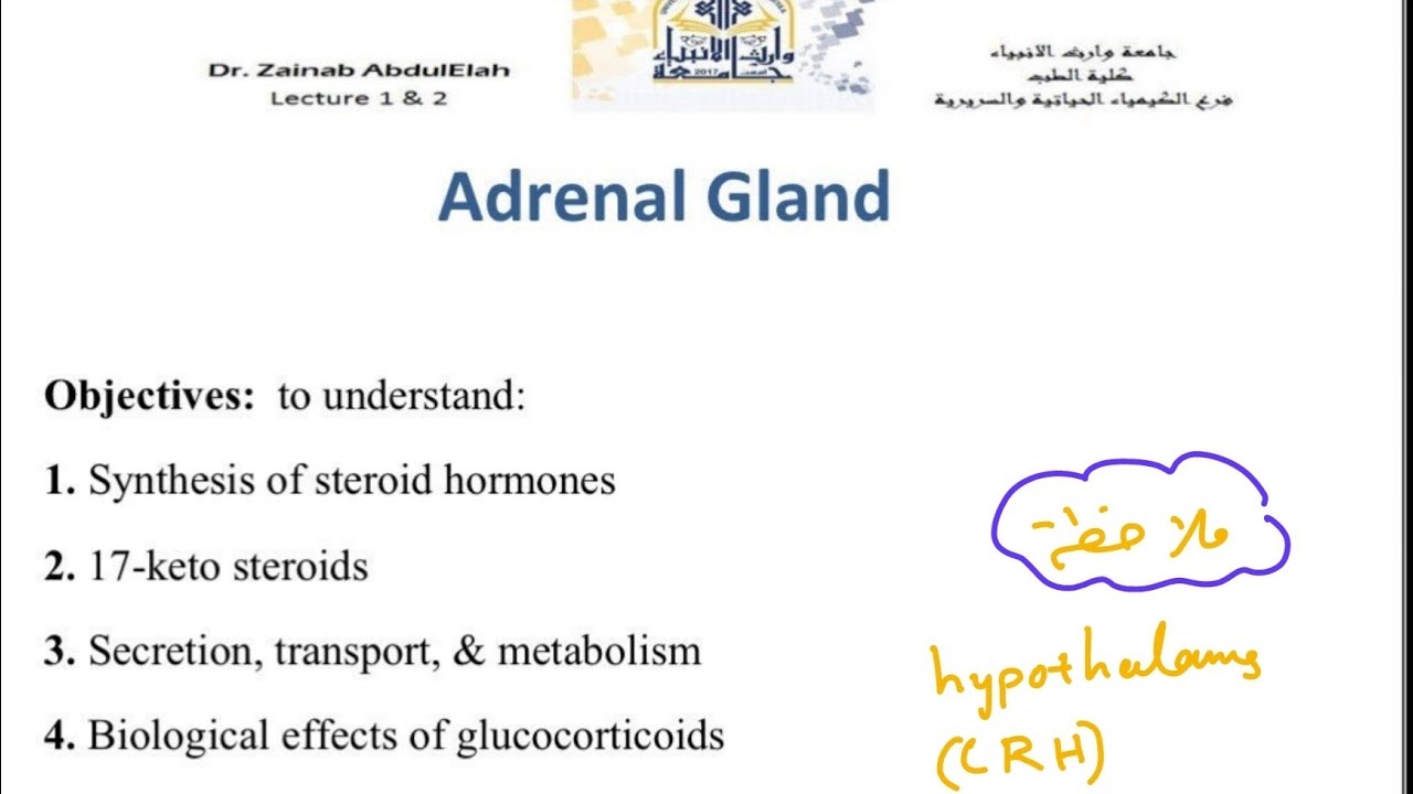 Biochemistry : adrenal gland - YouTube