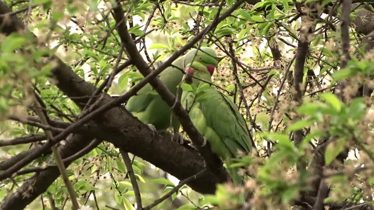 Papagalii Micul Alexander din Parcul Tineretului - YouTube