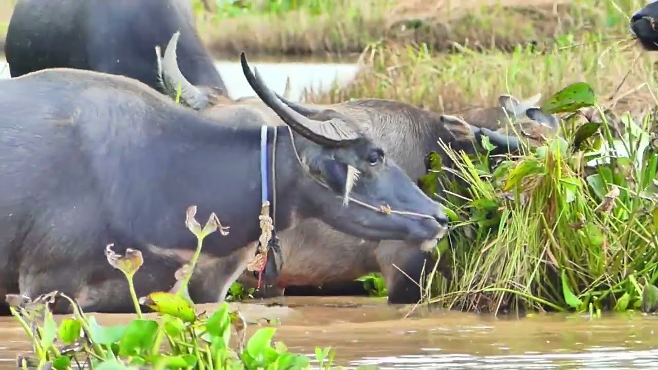 Buffalo Beautiful - life of buffalo - animal documentary - music fun ...