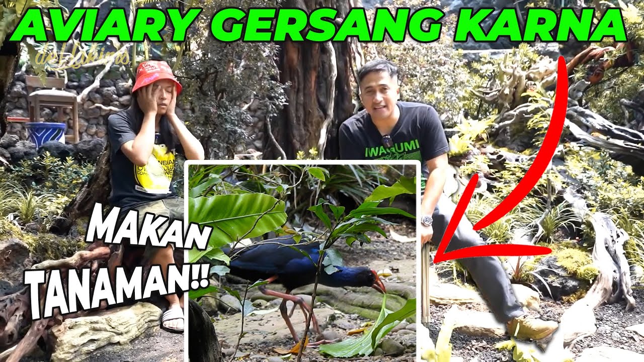 MANG UKAT PASRAH LIAT BURUNG MANDAR MEMAKAN TANAMAN AIR - YouTube