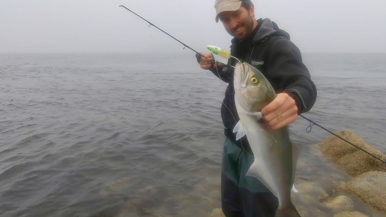 Catching Bluefish on Cape Cod from Shore! - YouTube