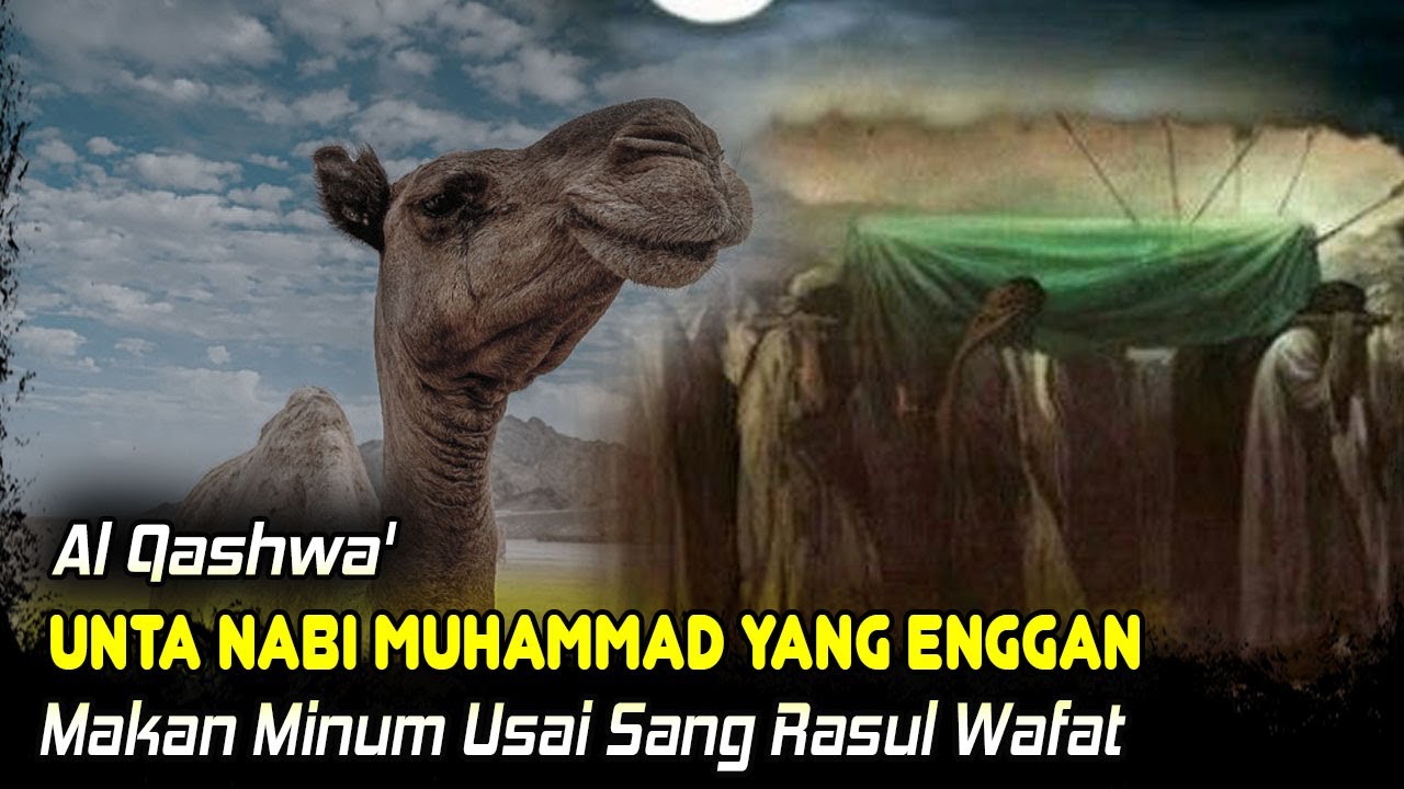 Kisah Sedih Al Qashwa, Unta Kesayangan Rasulullah Yang Enggan Makan ...