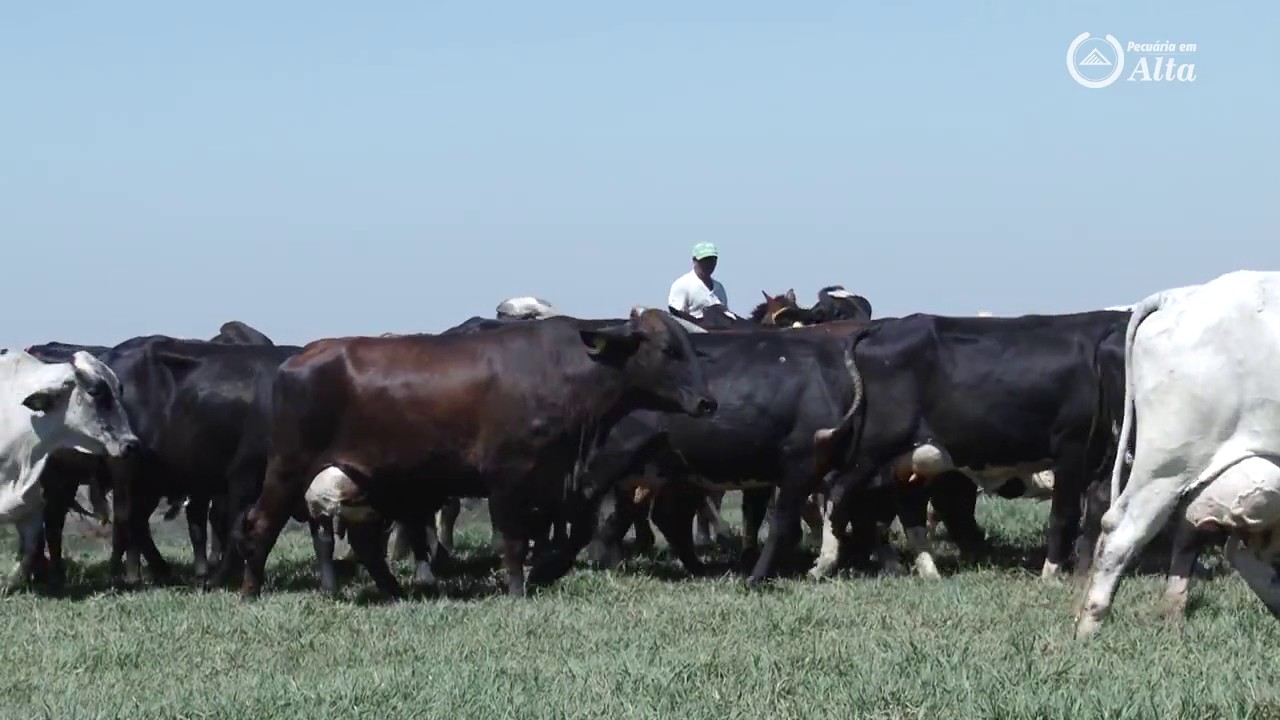 Fase de transição: principais cuidados com as vacas no pré-parto - YouTube