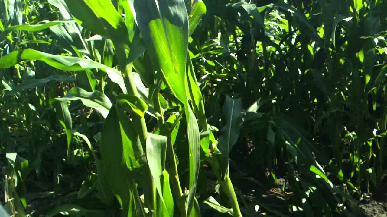 Alien foot step heard in corn field - YouTube