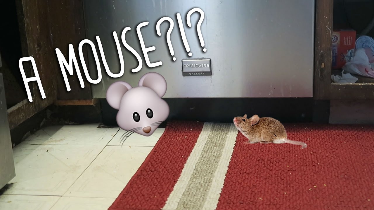 THERE'S A MOUSE IN THE HOUSE!?! - YouTube