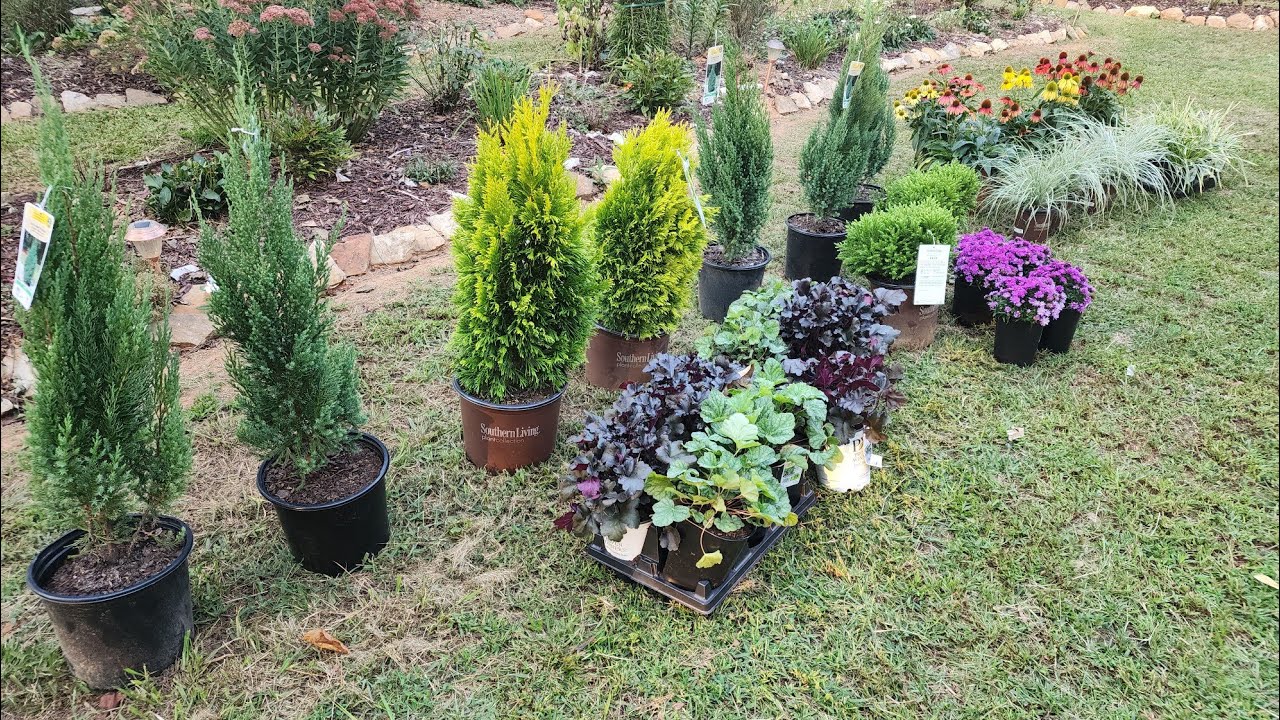 Wow! 35 clearance plants from Lowes in one day! I really lucked up ...