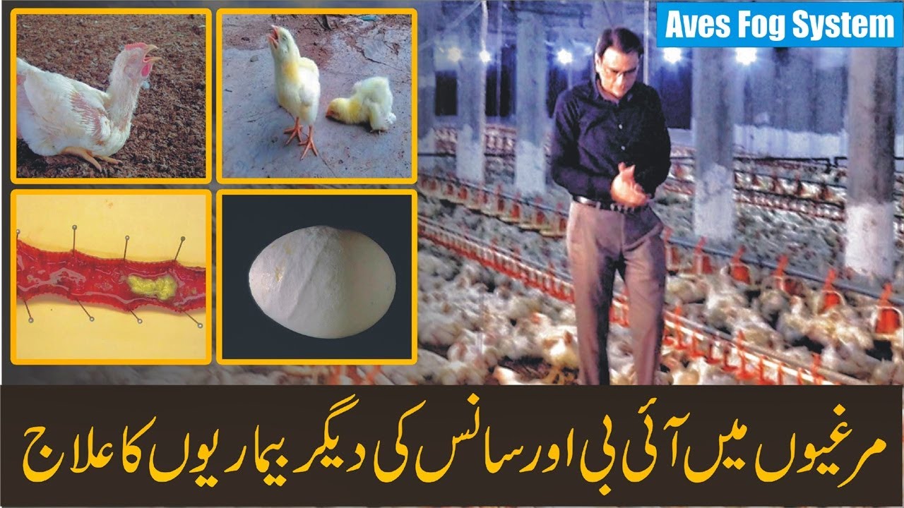 Mist system for poultry farm | Poultry misting system | humidity in ...