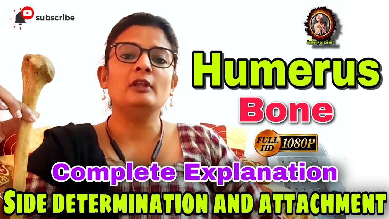 Side determination of Humerus || Attachment of Humerus || Humerus ...