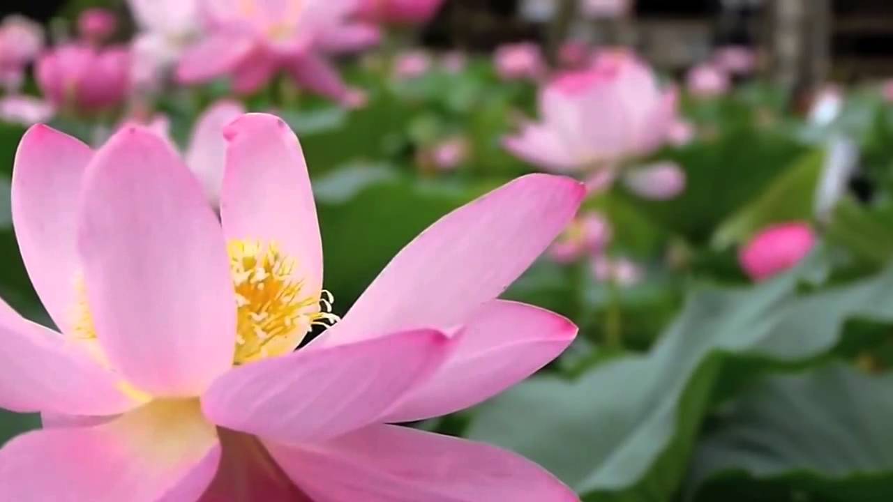 Beautiful Lotus Flowers with relaxing music HD - YouTube