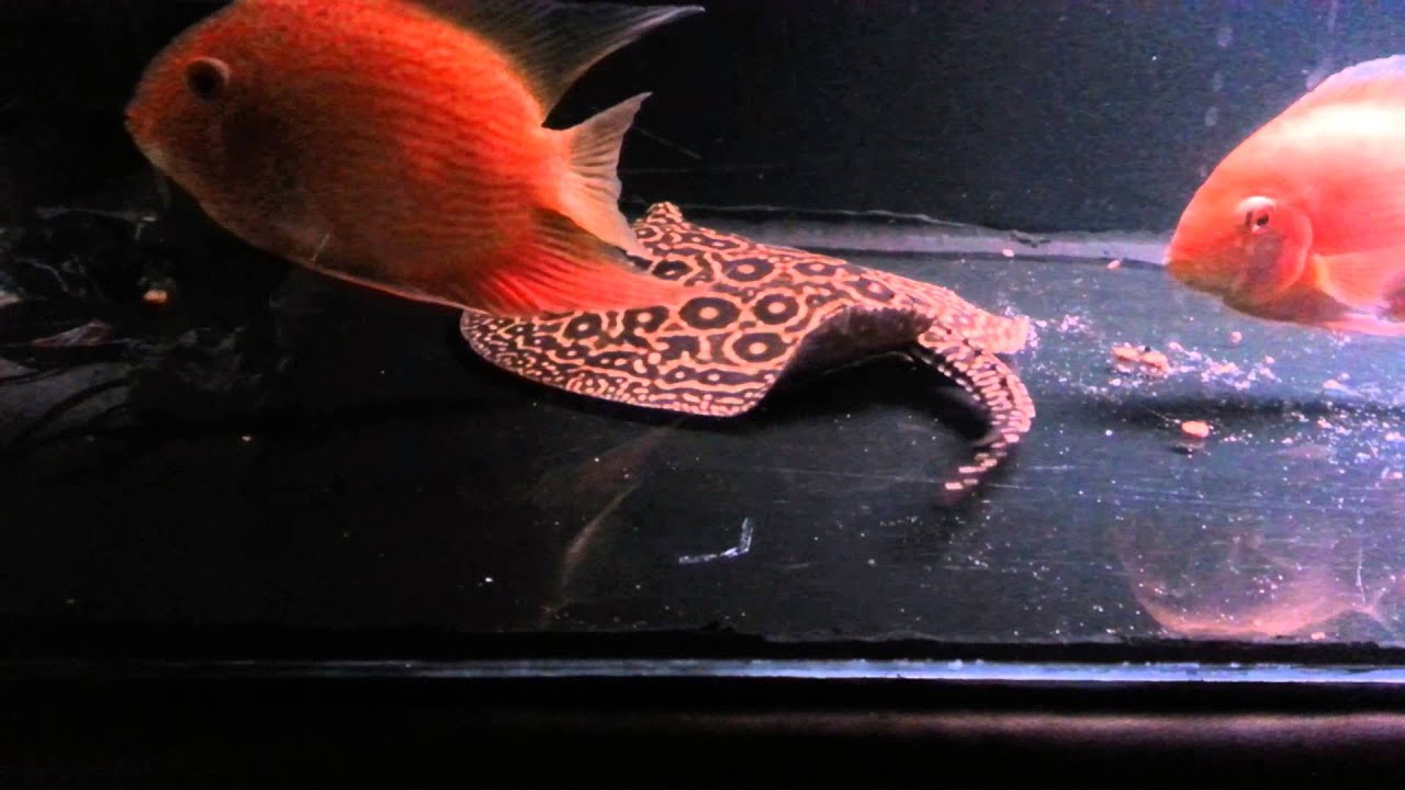 Stingray pearl eating - YouTube