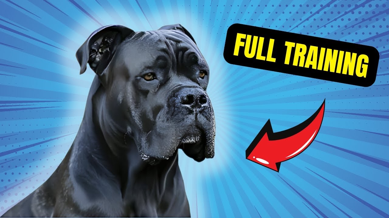 Amazing Ways On How To Train Your Cane Corso Step By Step. - YouTube