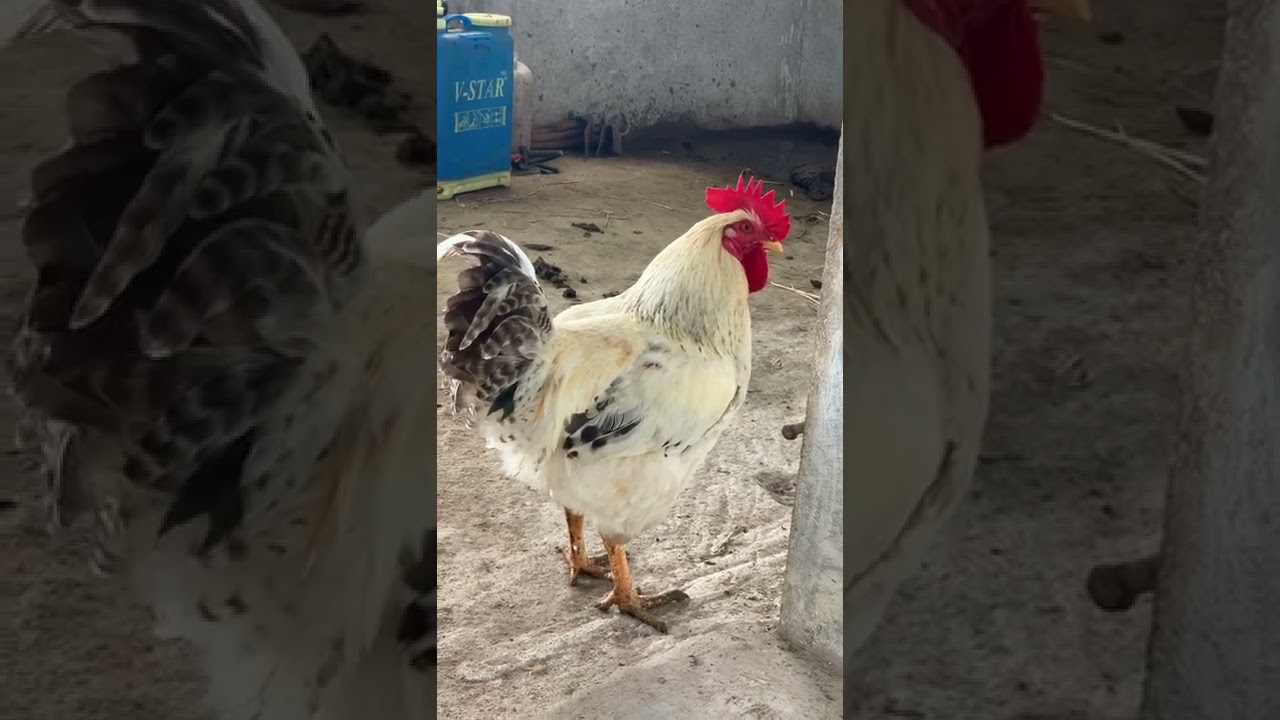 Bondha kozhi🐓🐓 - YouTube