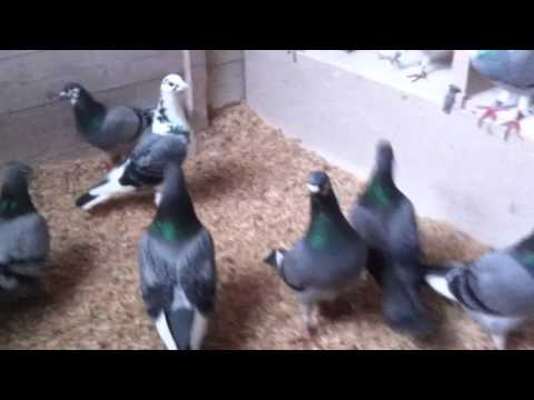 Mark Caudwell Staf Van Reets. - YouTube