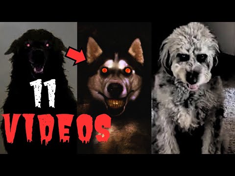 Top 11 videos de  Perros skinwalker captados en cámara.