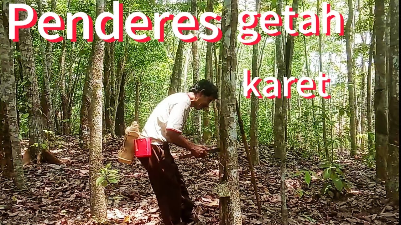 Penderes getah karet #2024 - YouTube