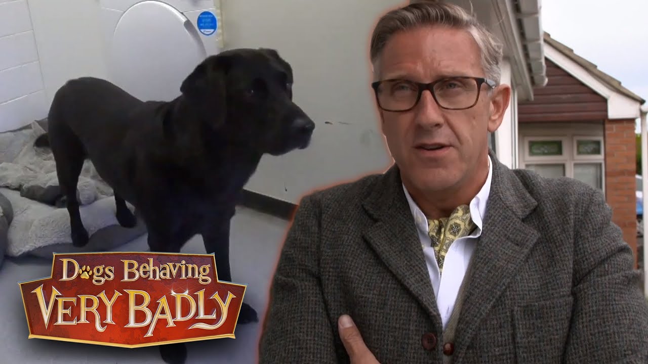 Meet Buckley, The Labrador Terrified of The Floor | Dogs Behaving Very ...