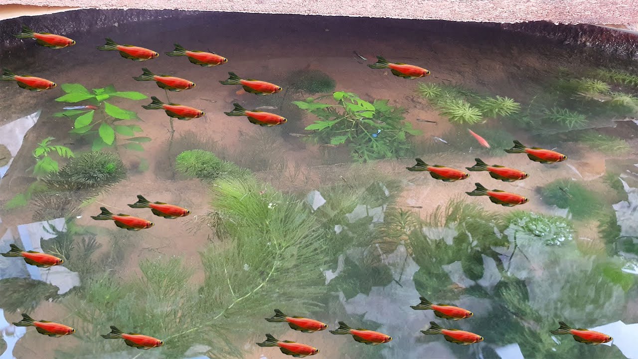 Beautiful Aquarium In Cement Pot/ Grow Aquarium Plants In Cement Fish ...