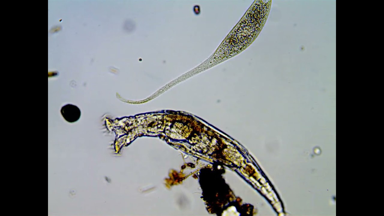 Amphileptus procerus (ciliate) - YouTube