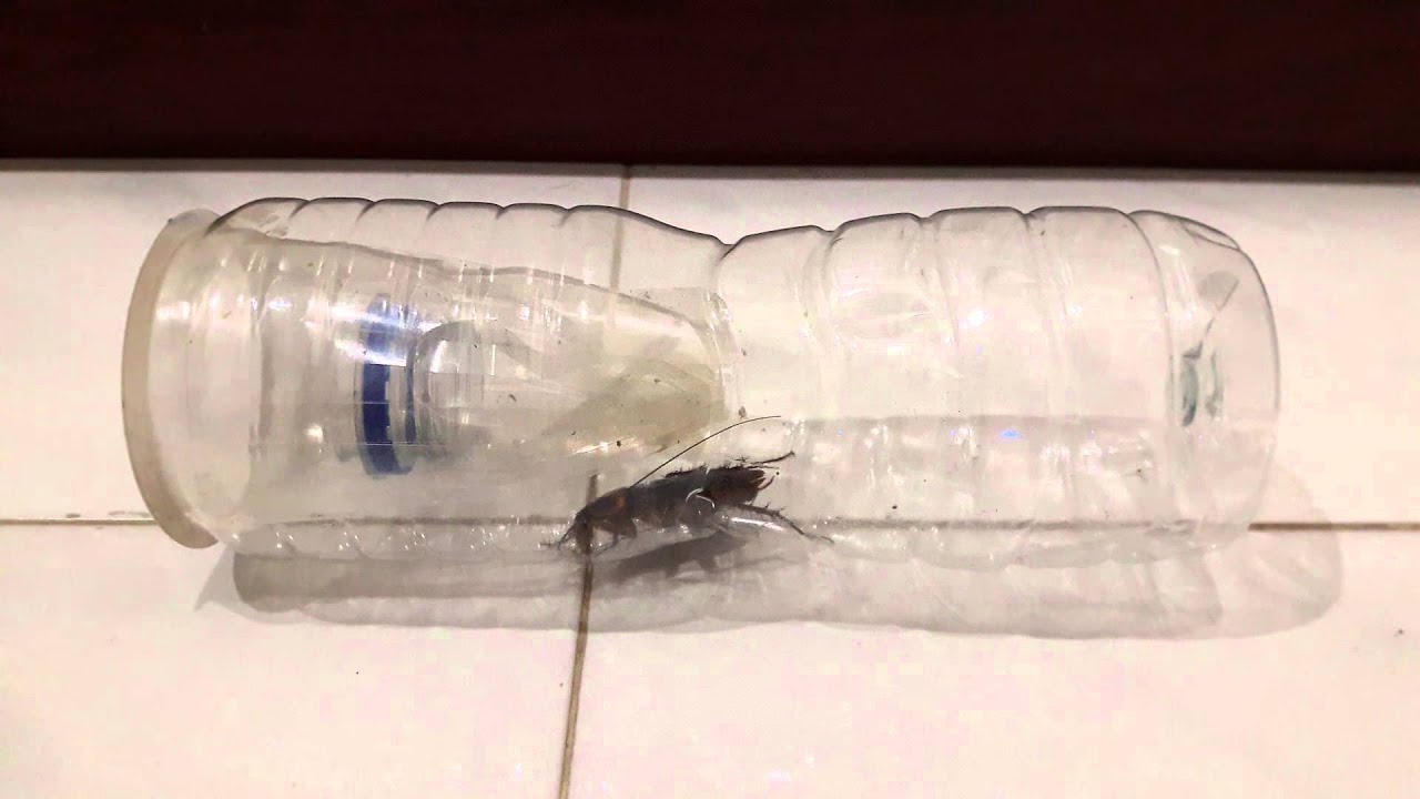 Download Easy Homemade Cockroach Trap Pics