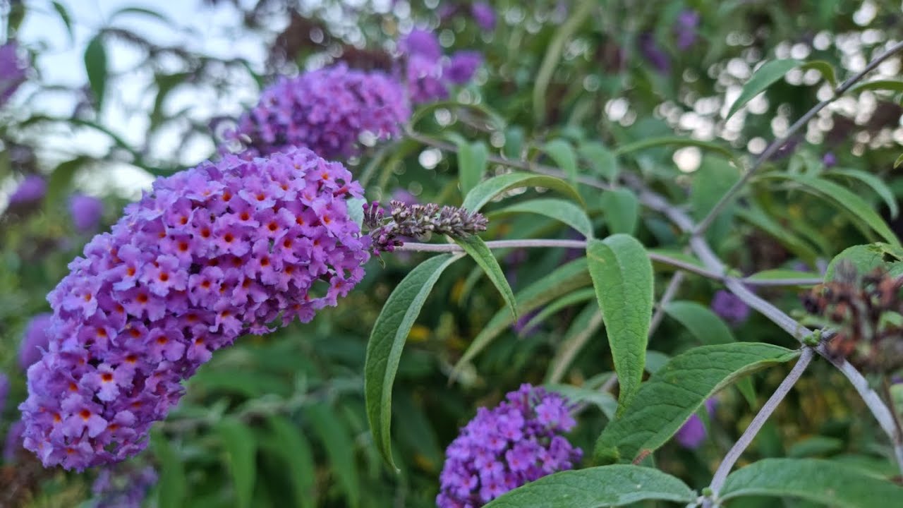 Butterfly bush propagation Buddleja davidii - YouTube