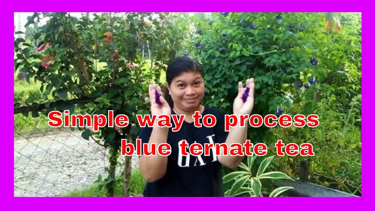 How To Make Blue Ternate Tea / Benefits of Blue Ternate Tea - YouTube